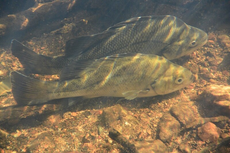 The Big Fish bring back the mac - ABC listen