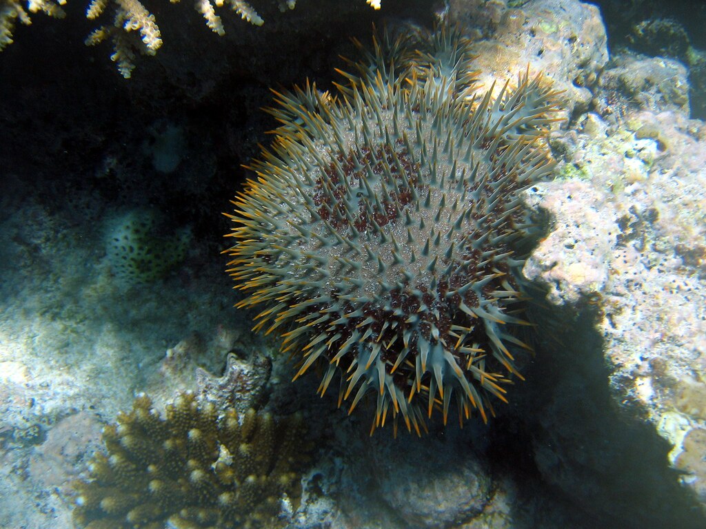 Reef Warning - Behind The News