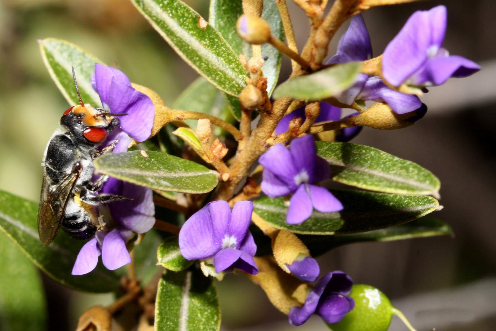 Supporting the pollinators in your yard - ABC listen
