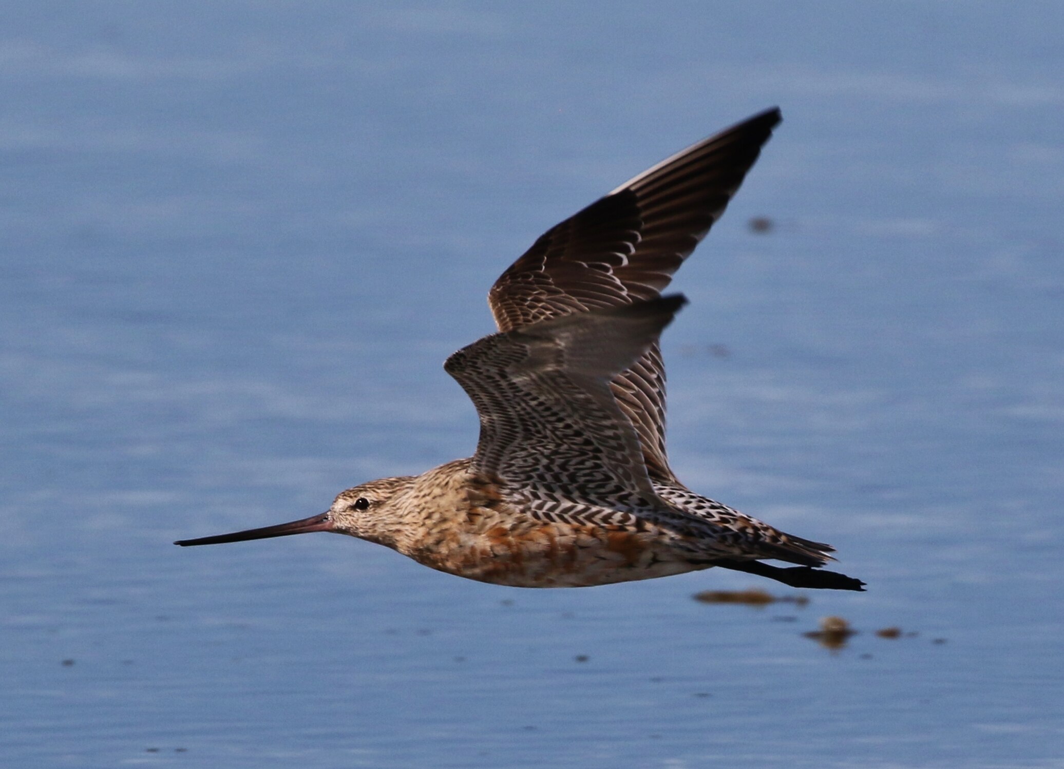 Bar-tailed godwit flies 13,500km from Alaska to Tasmania, breaking ...