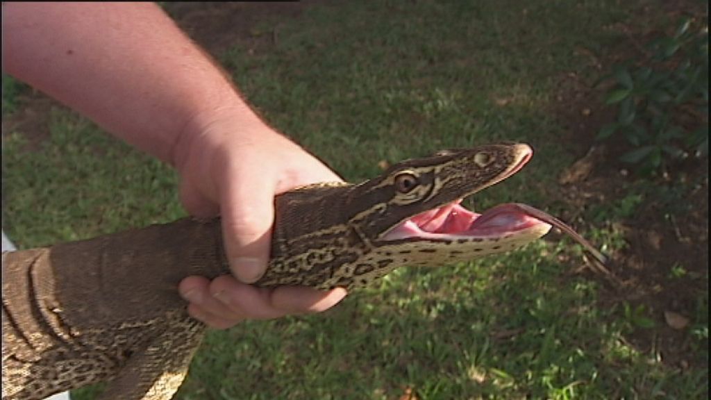 Lizard Life - ABC News