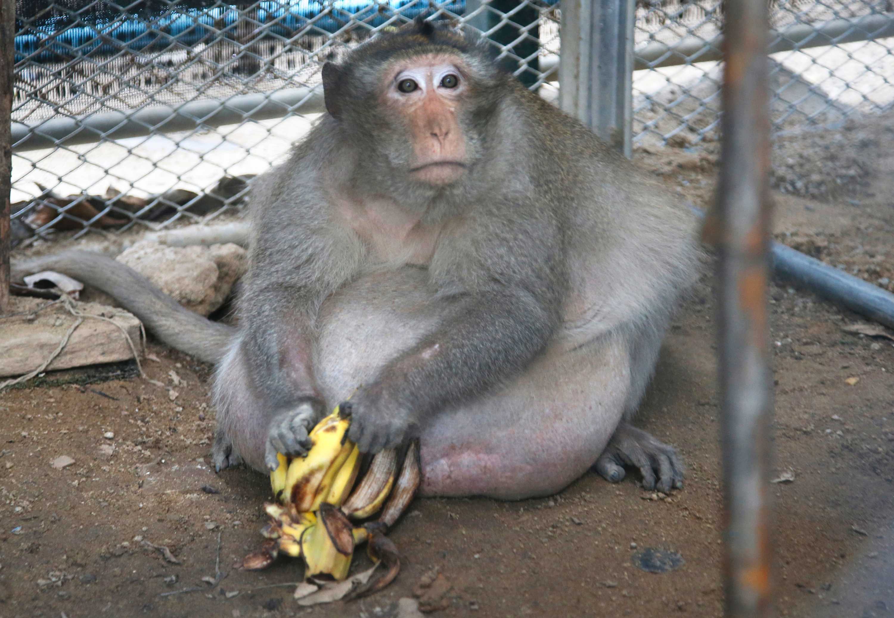 Thai officials rescue obese monkey 'Uncle Fat' to help him lose weight ...