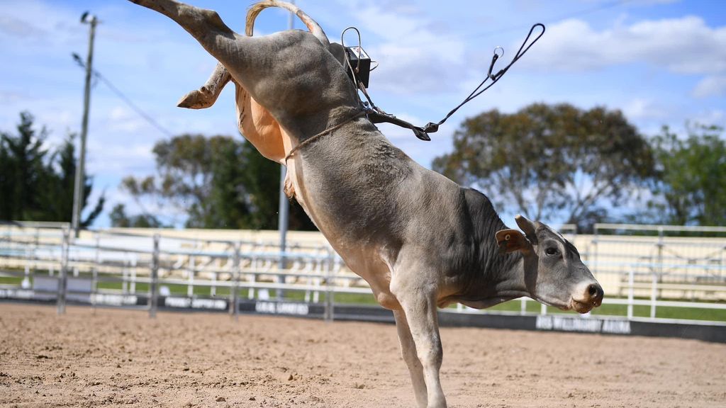Bucking bull owners spend months caring for and training their bovines ...