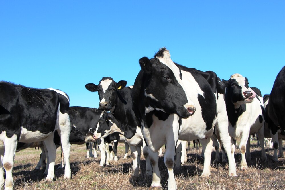 European study reveals dairy farm dust is stopping farm kids developing ...