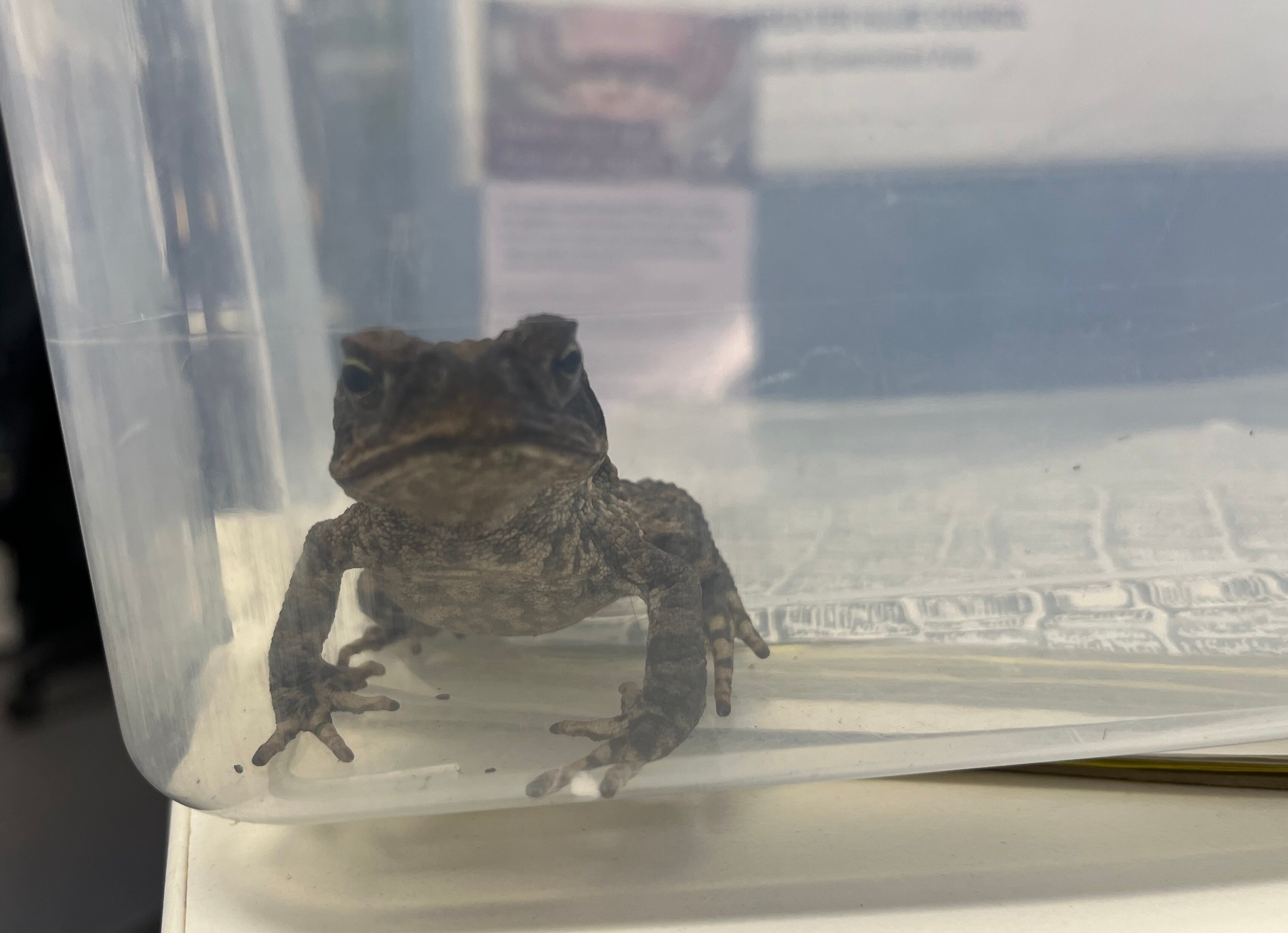 Stowaway cane toad caught trying to cross the Murray - ABC listen