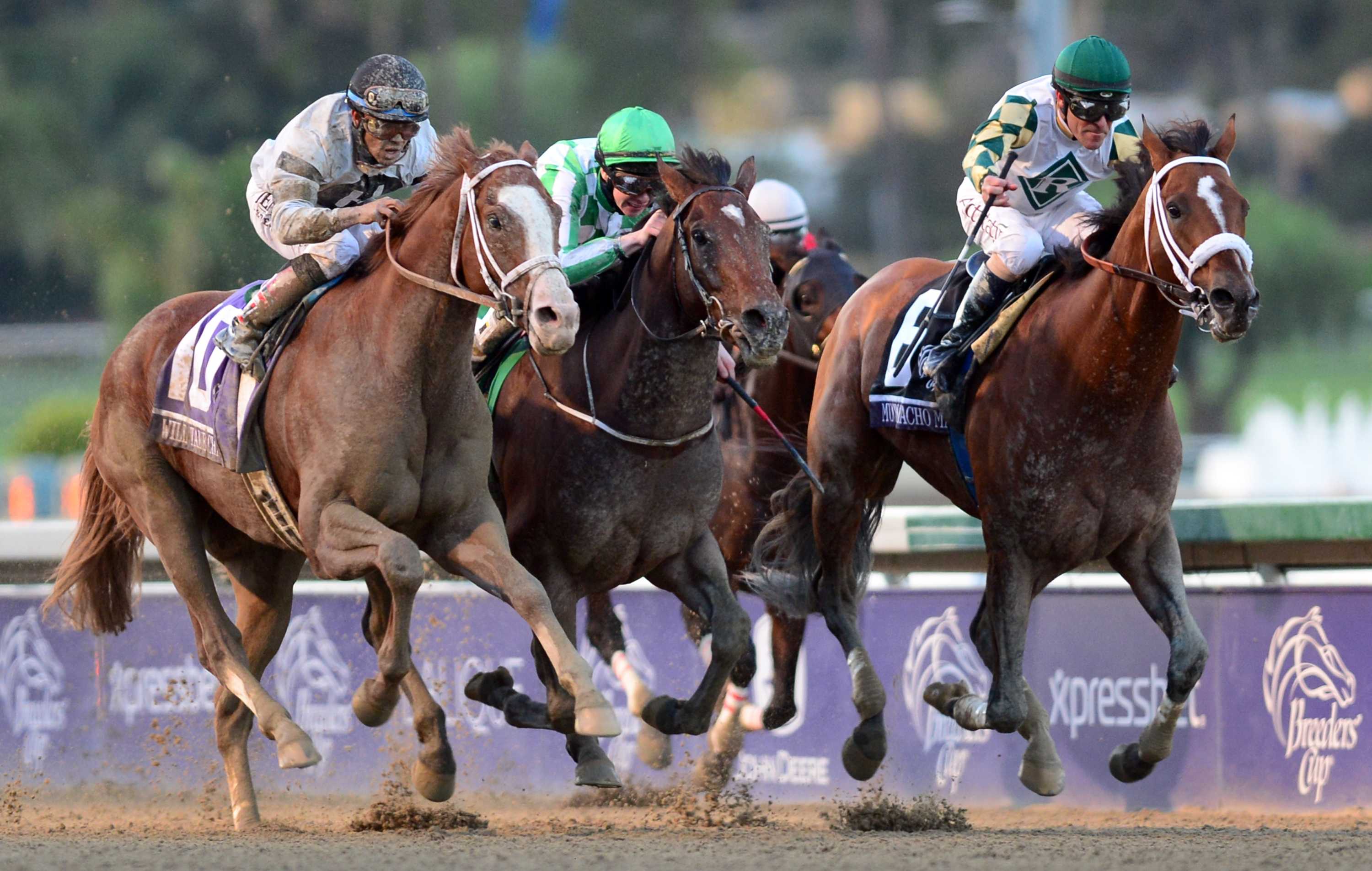 Mucho Macho Man wins Breeders' Cup Classic - ABC News
