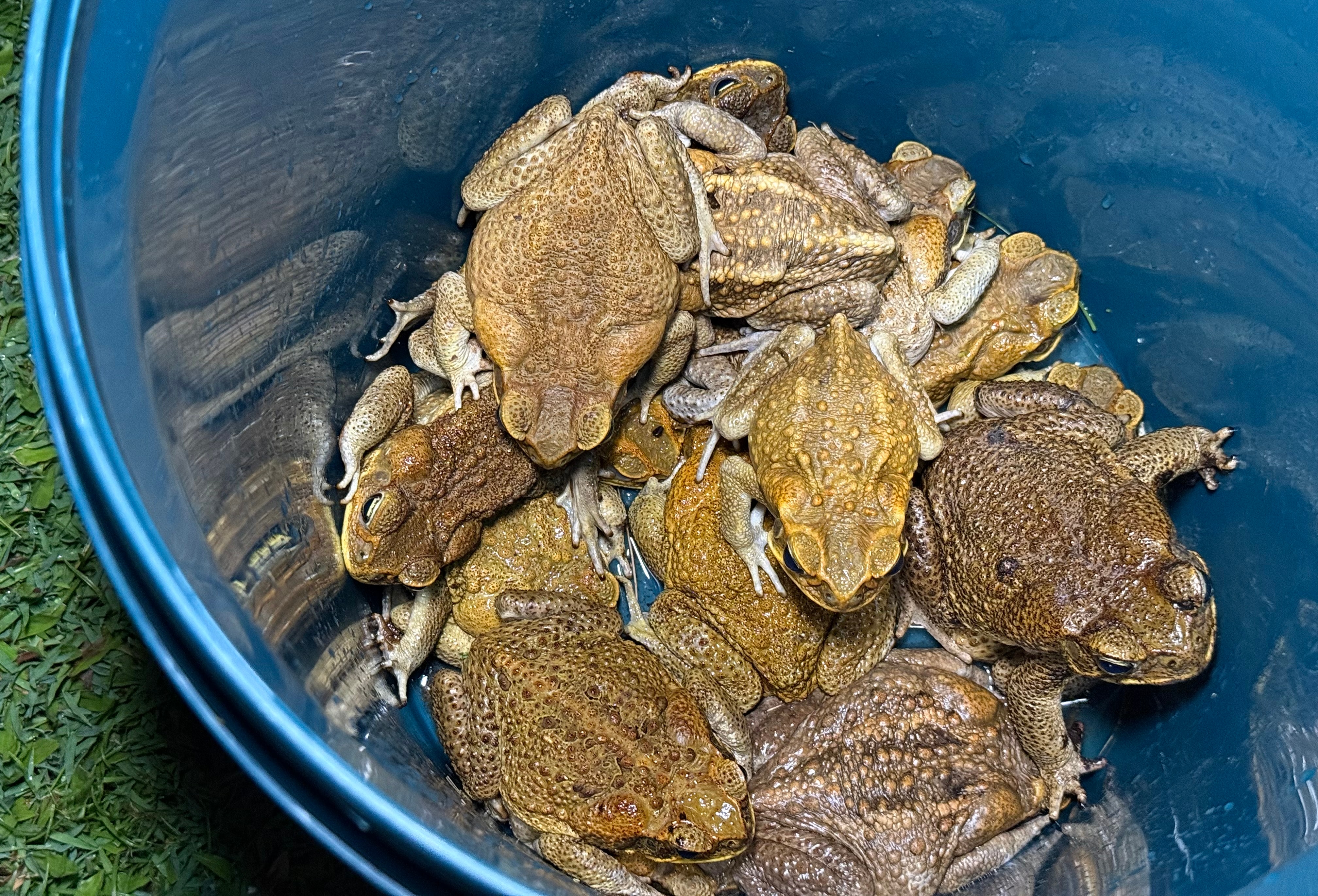 This toad busting group is determined to take back Magnetic Island ...