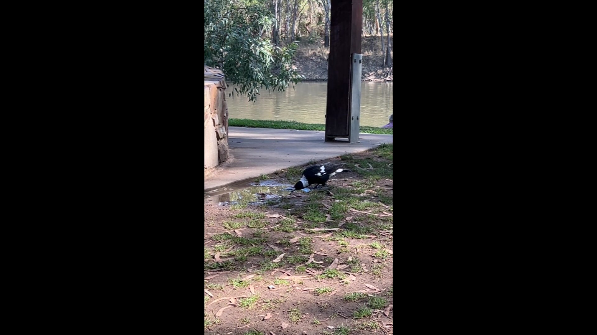 A magpie drinks water from a puddle in Wagga Wagga during a recent ...