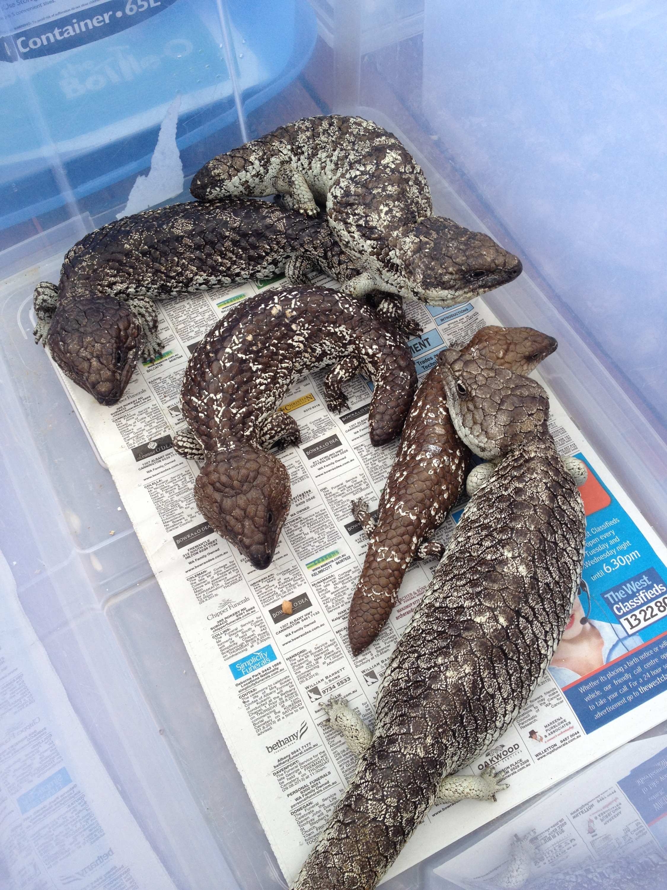 Two men caught smuggling lizards at Perth airport - ABC News