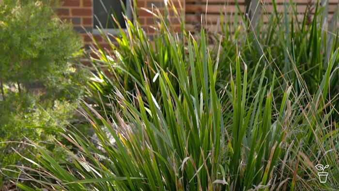 Native Clumping Plants - Gardening Australia