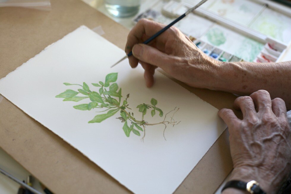 Burke and Wills inspire botanical artists to draw - ABC News