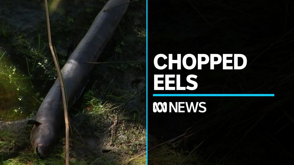 Eels are chopped up in dam turbine despite bypass - ABC News