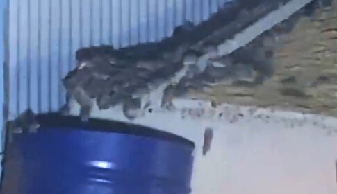 Mice invasion - ABC News