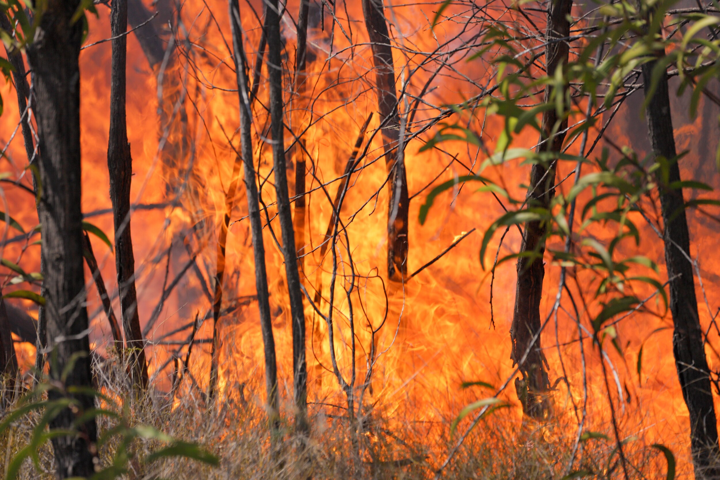 Queensland and New South Wales battle extreme fires - ABC listen