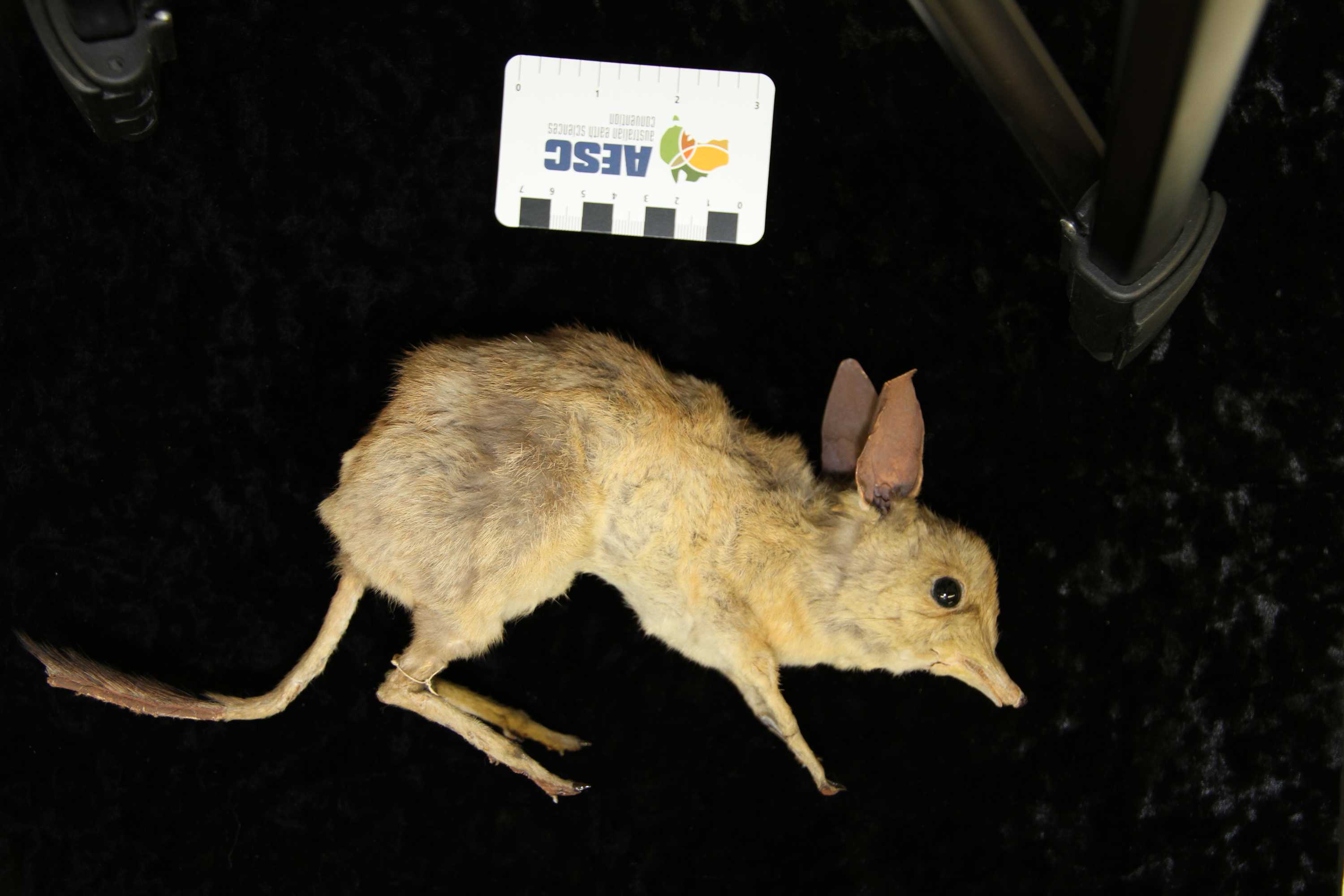 Researchers work to uncover mysteries of the extinct pig-footed ...