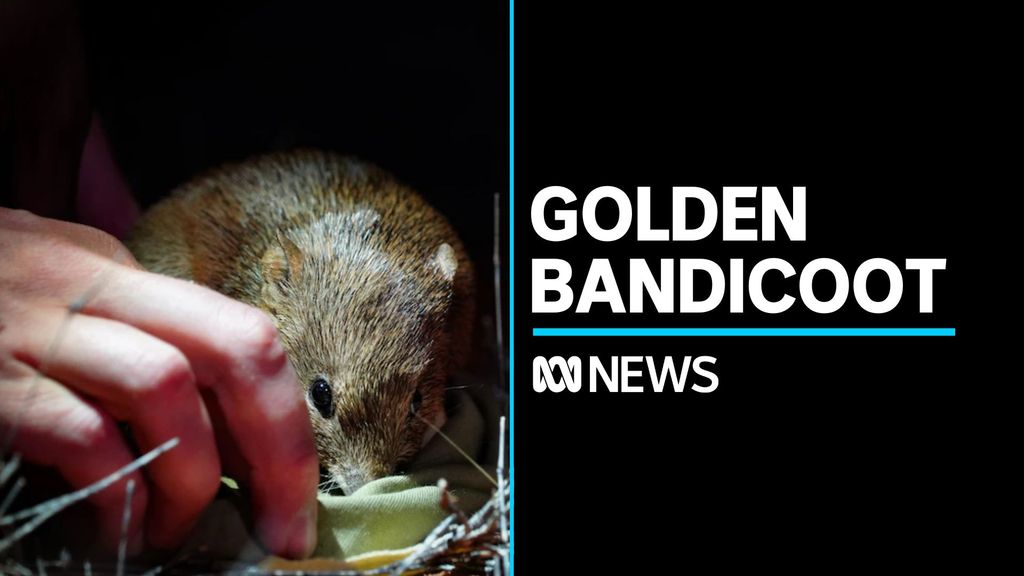 Golden Bandicoots return to Central Australia after 56-year absence ...