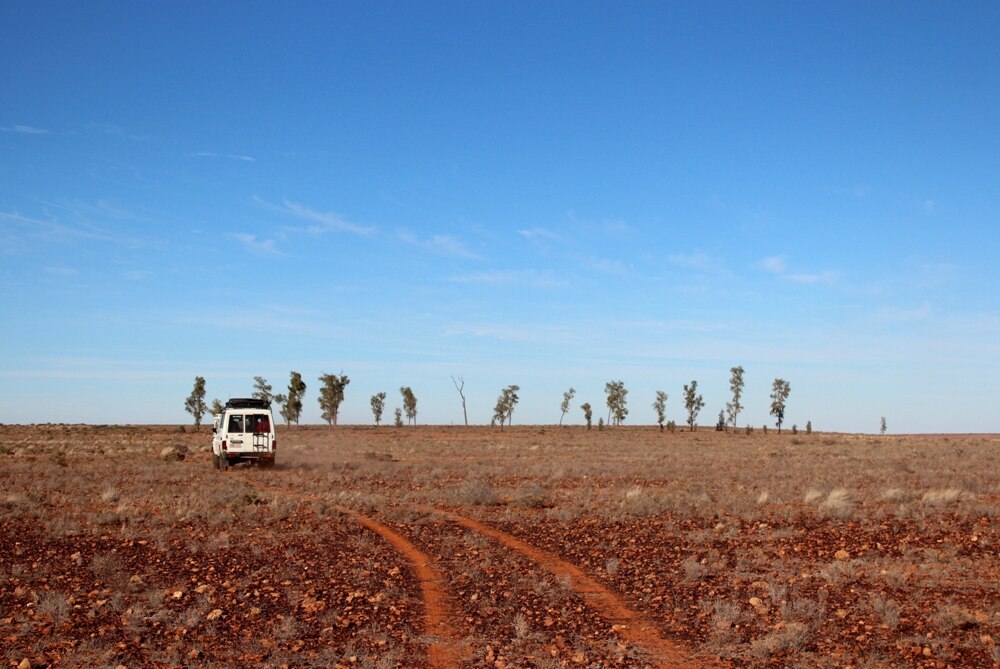 Australia's loneliest tree finds some friends - ABC News