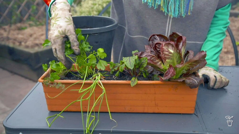 Starting a Vegie Garden - Gardening Australia