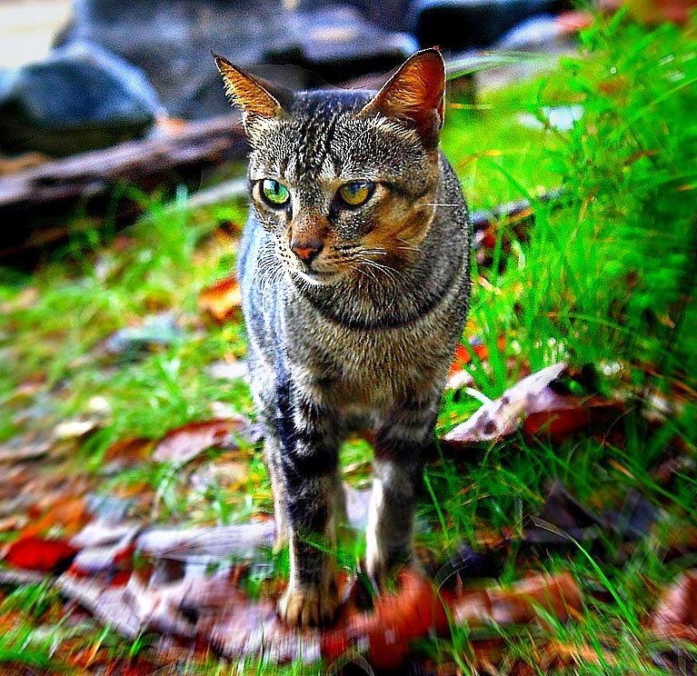 As native animals perish, is it time to consider a ban on cats? - ABC ...