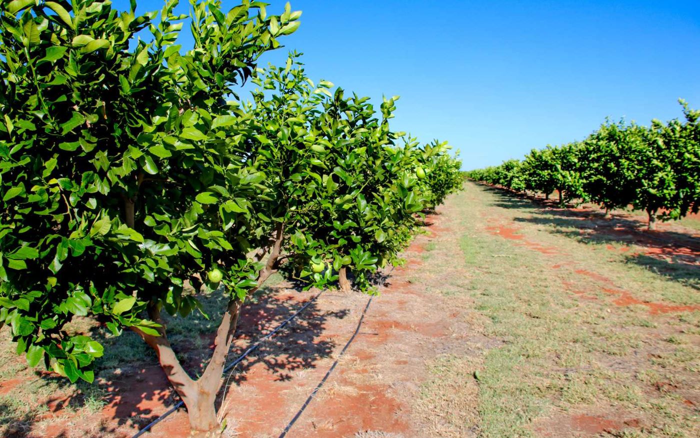 Central Australian fodder farm with 2,000-megalitre water licence to ...