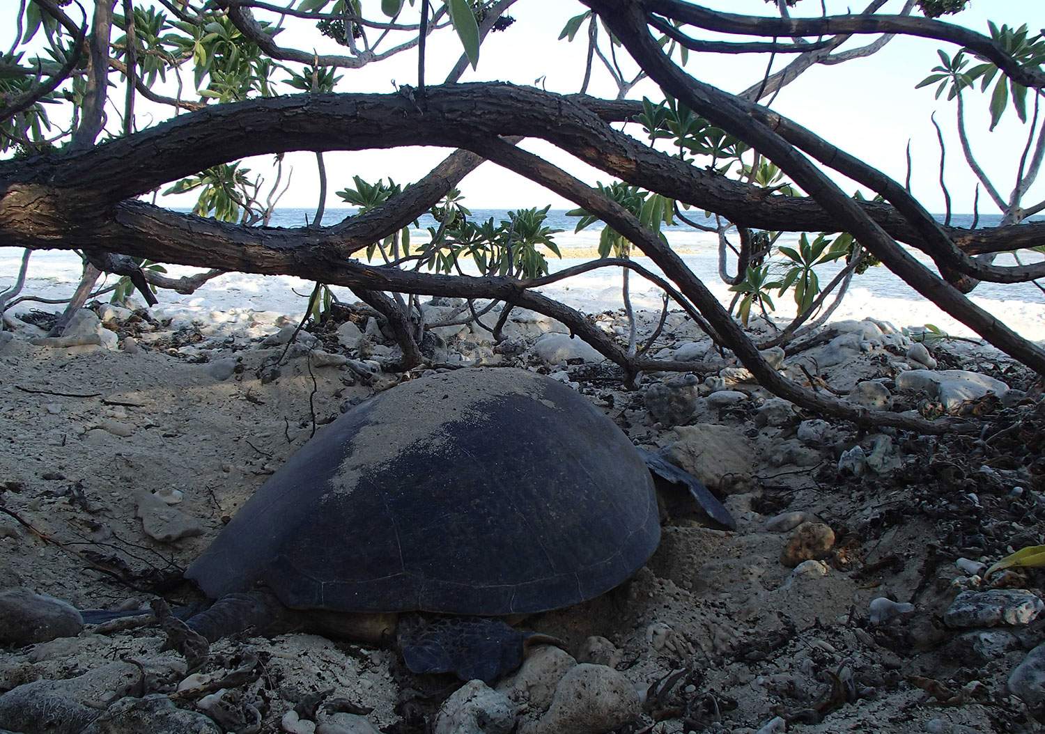 Lady Elliot Island turtle nesting: Tracks spotted at rookery on Great ...