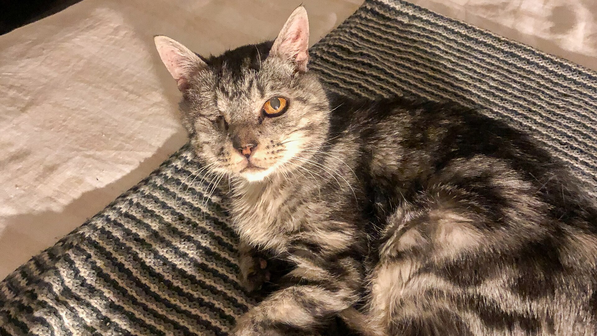 We adopted our cat Tigger when he was already 13 years old - ABC News