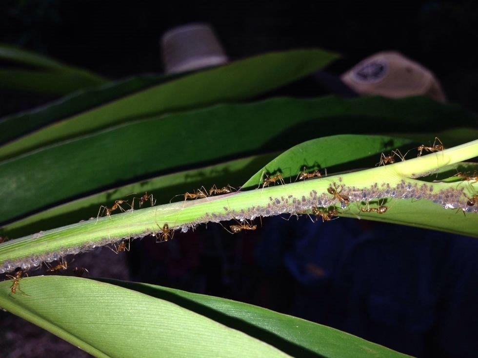 Sugar Research Australia blames cane grubs for crop decline - ABC News