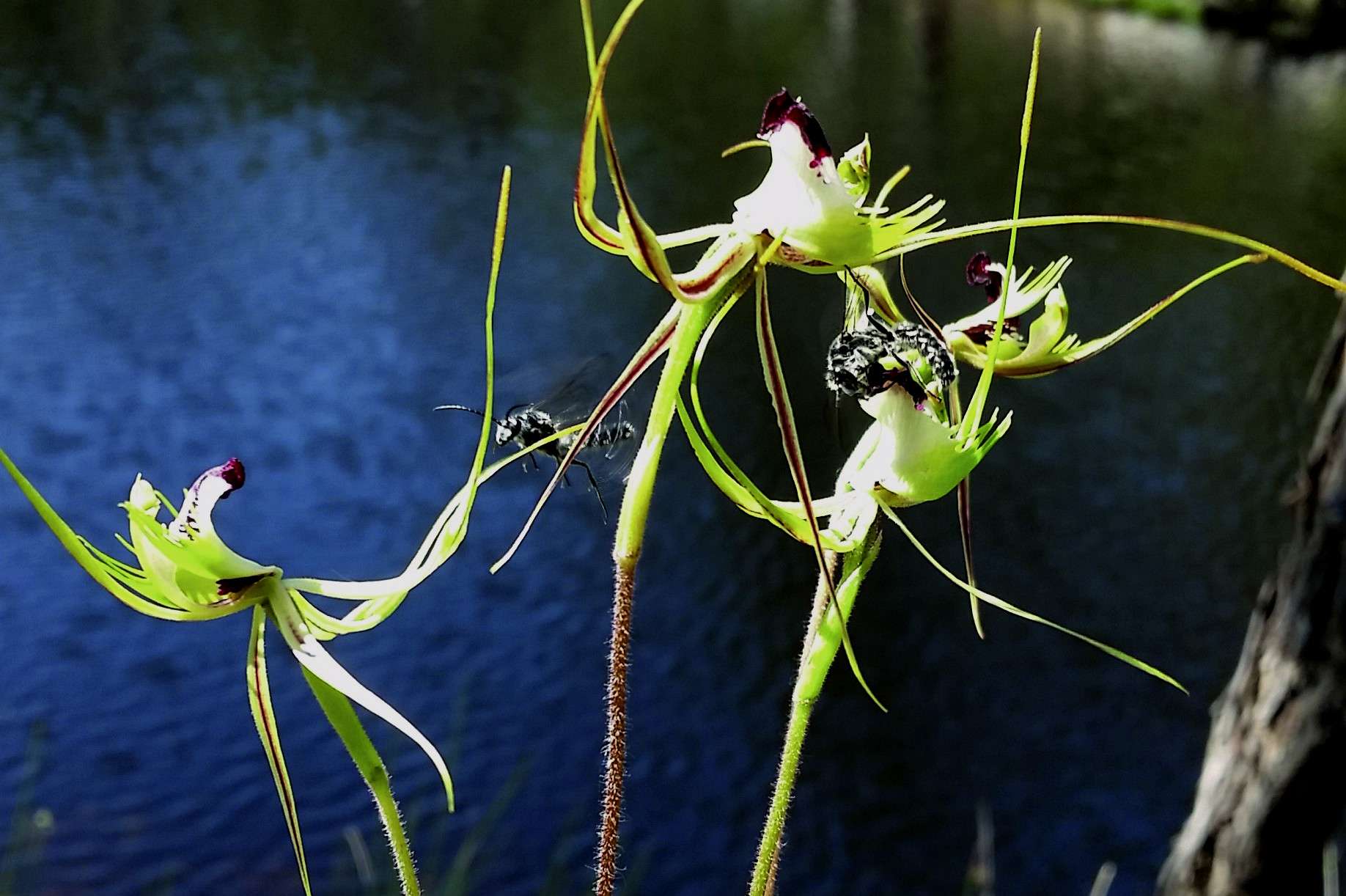 Pseudocopulation - beneficial to the orchid, exploitative of the wasp ...
