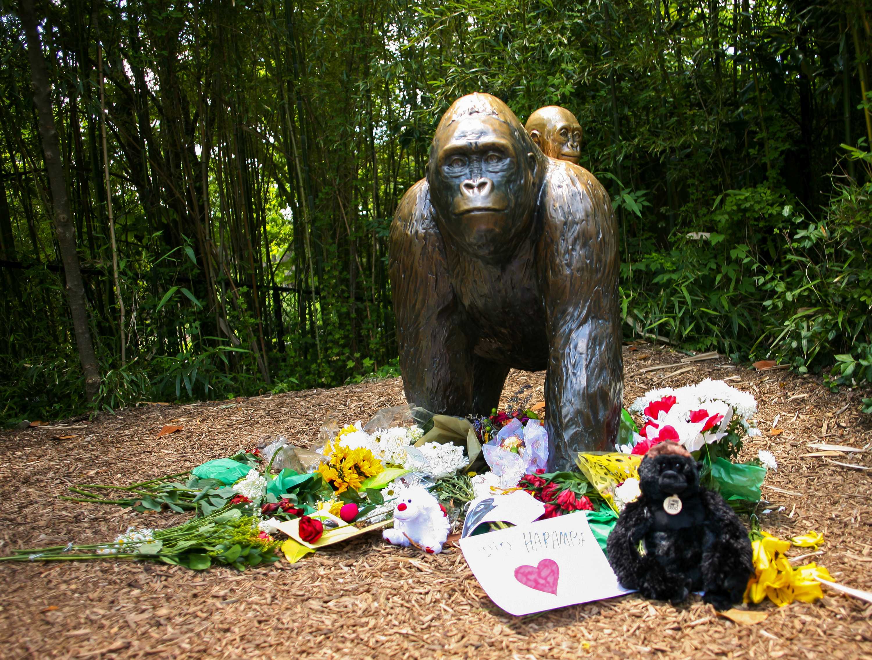 Harambe: No charges against mother whose son entered Cincinnati Zoo ...