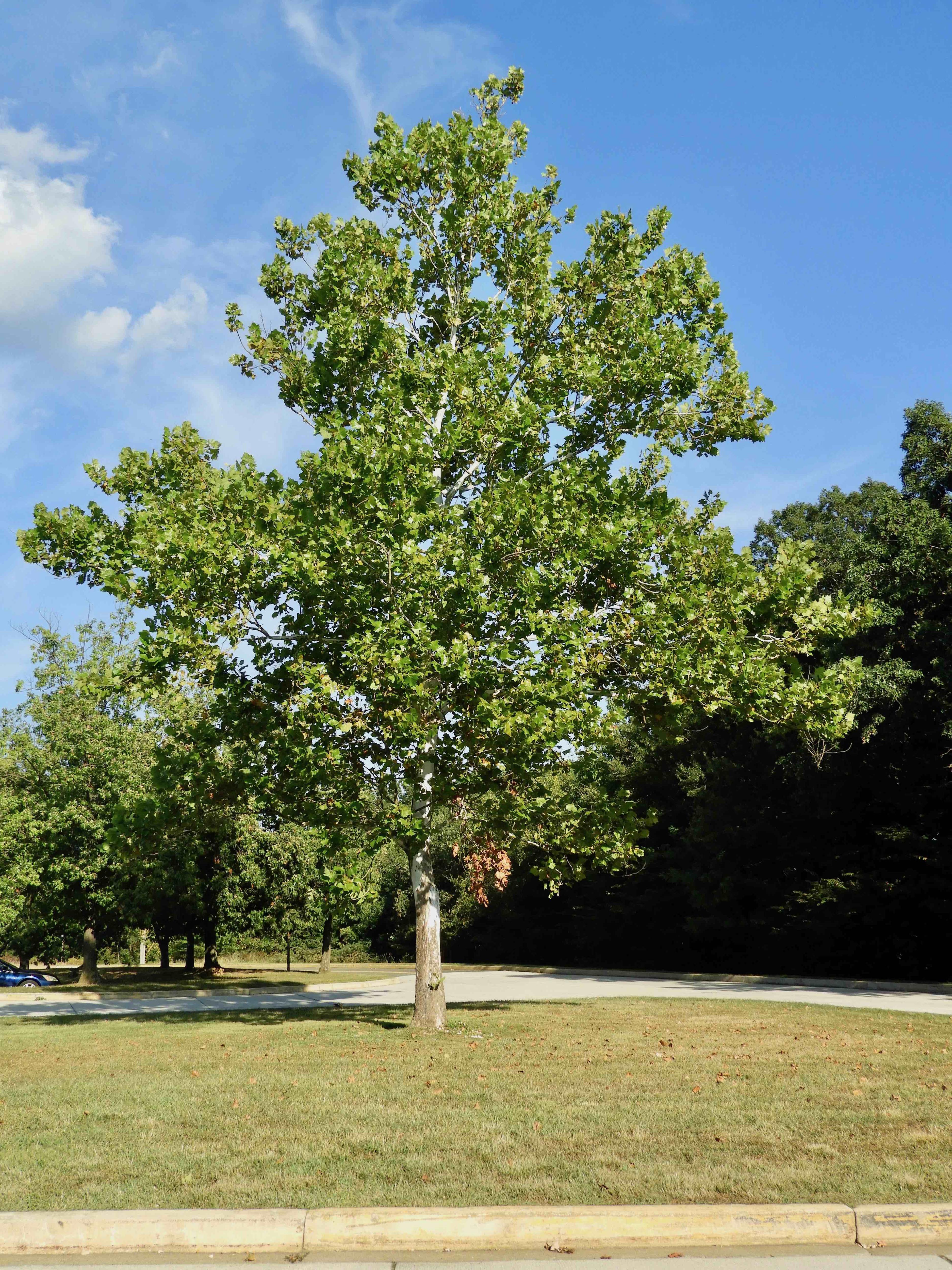 Where are the Moon trees? Dave Williams is searching for trees grown ...