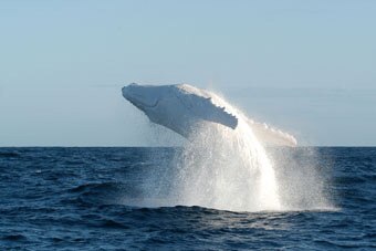 Rare white whale Migaloo spotted northbound at Eden on the New South ...