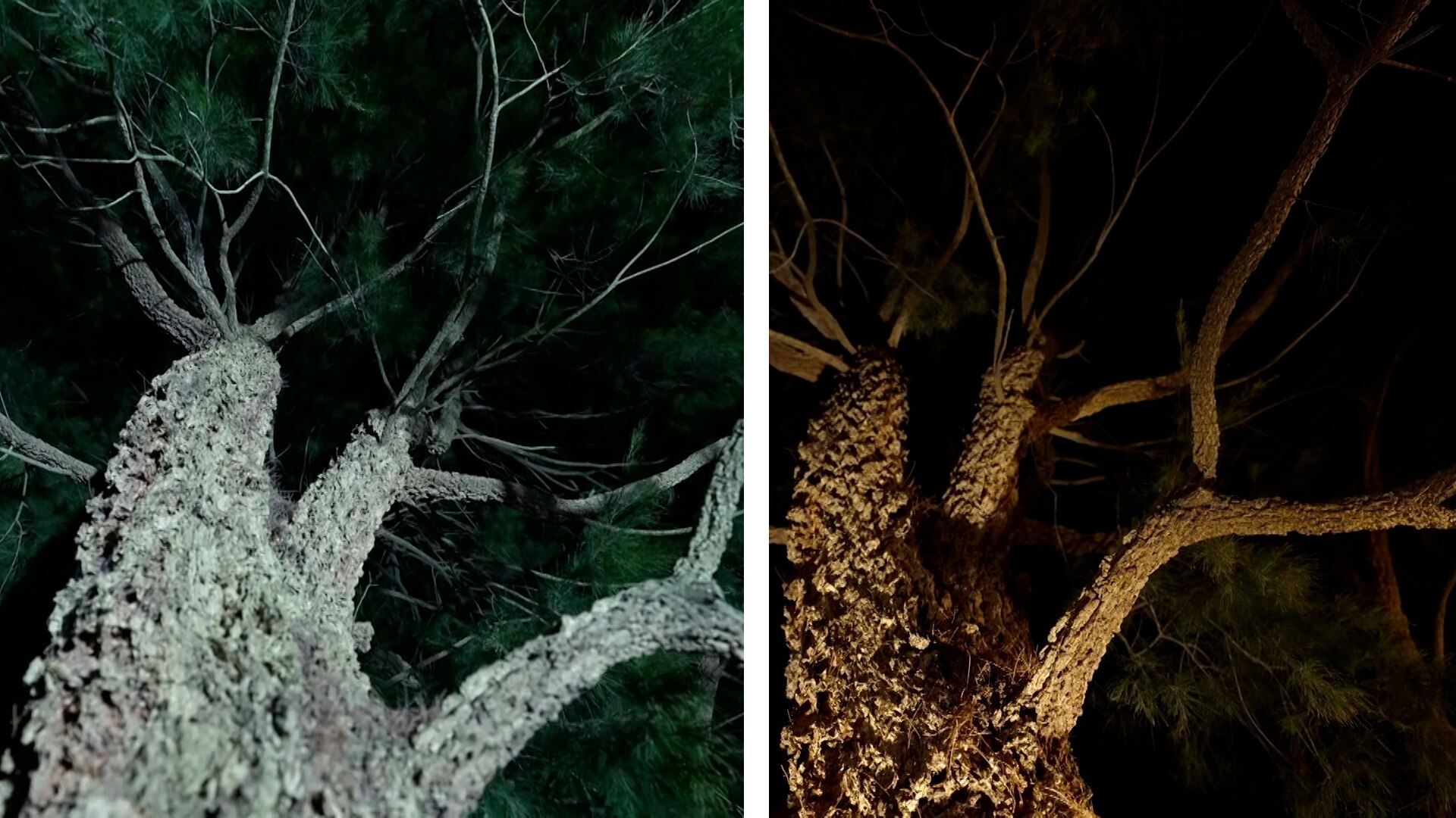 Garden Light Pollution | Lightbulb Moment - Gardening Australia