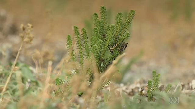 Landline: The challenges of growing bush foods - ABC Education