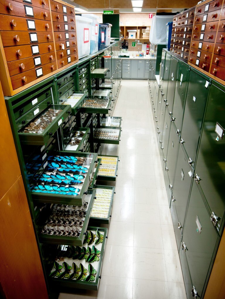 Australian National Insect Collection at CSIRO in Canberra to be ...