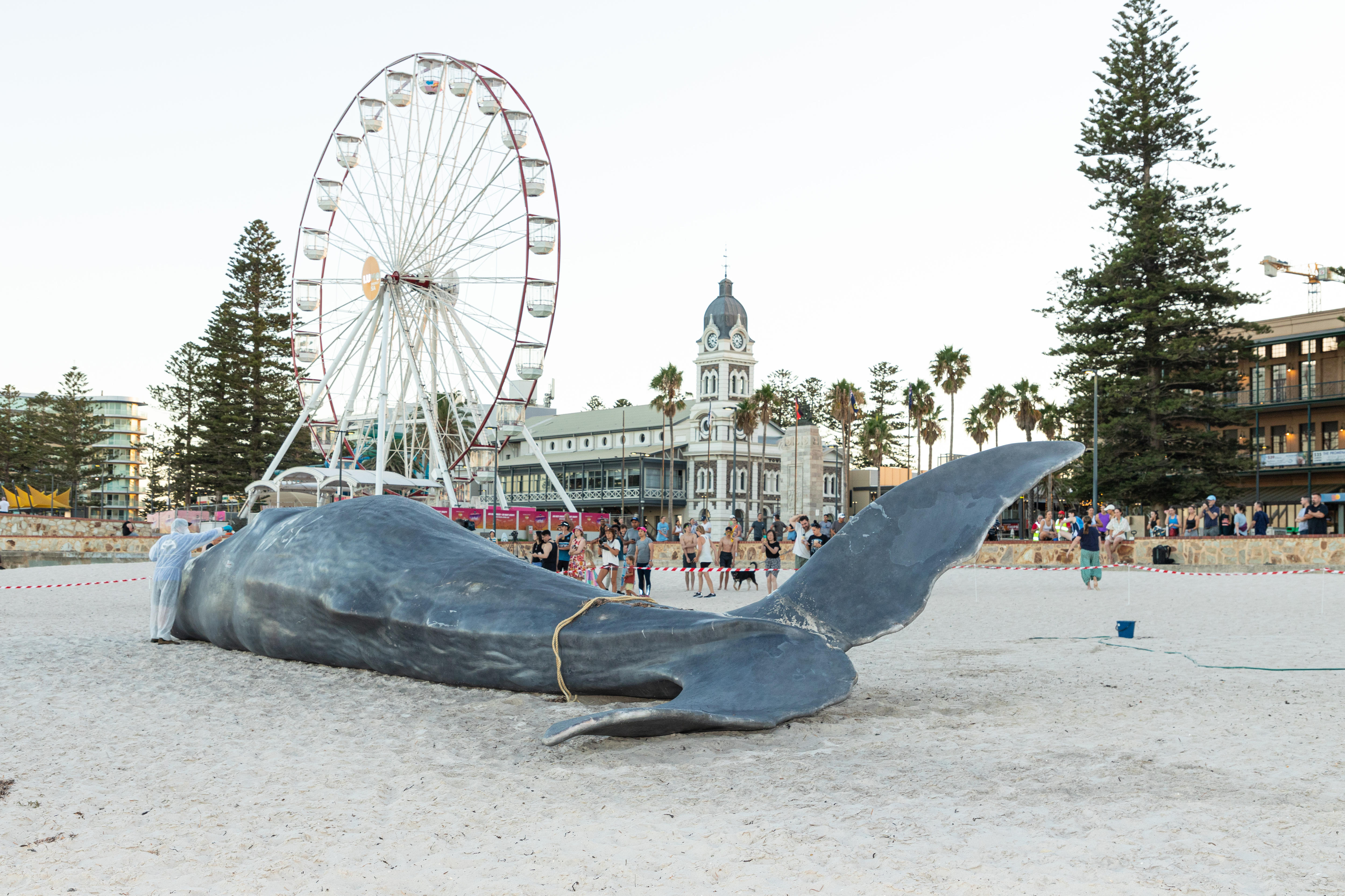 Life-sized replica of beached whale appears at Glenelg as part of ...