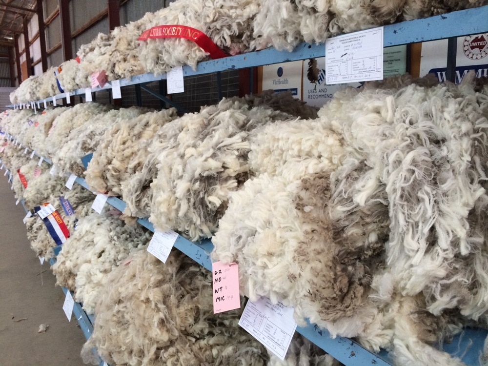 Wool brokers seek wool from non-mulesed sheep for a premium in European ...