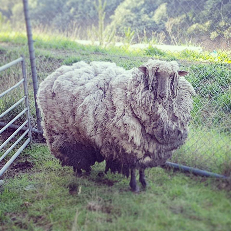 Saving Cecil the sheep - ABC listen