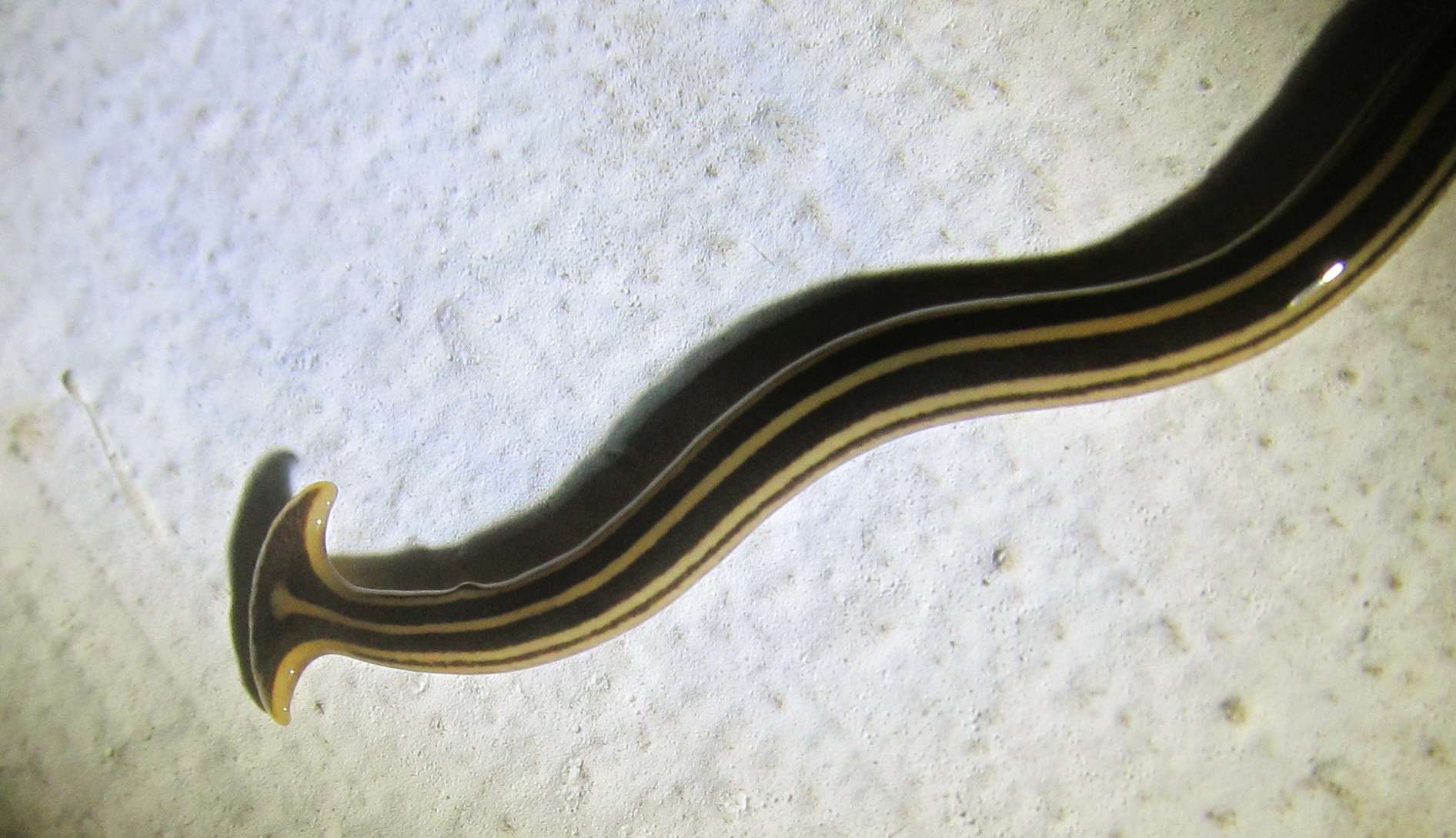 Hammer heads: The bizarre worms that dissolve and eat earth worms - ABC ...