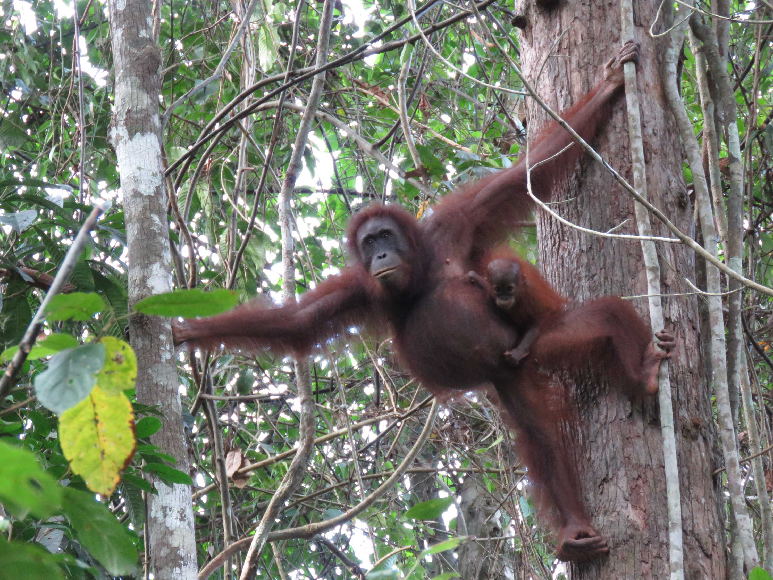 Orangutan numbers in Borneo plummet by more than 100,000 in just 16 ...