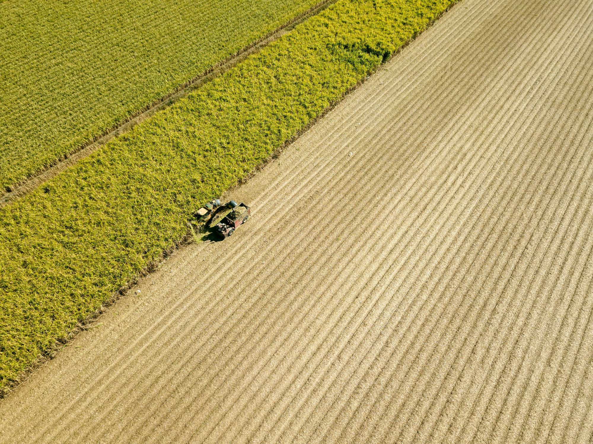 Can monoculture farming keep feeding us? - ABC Radio National