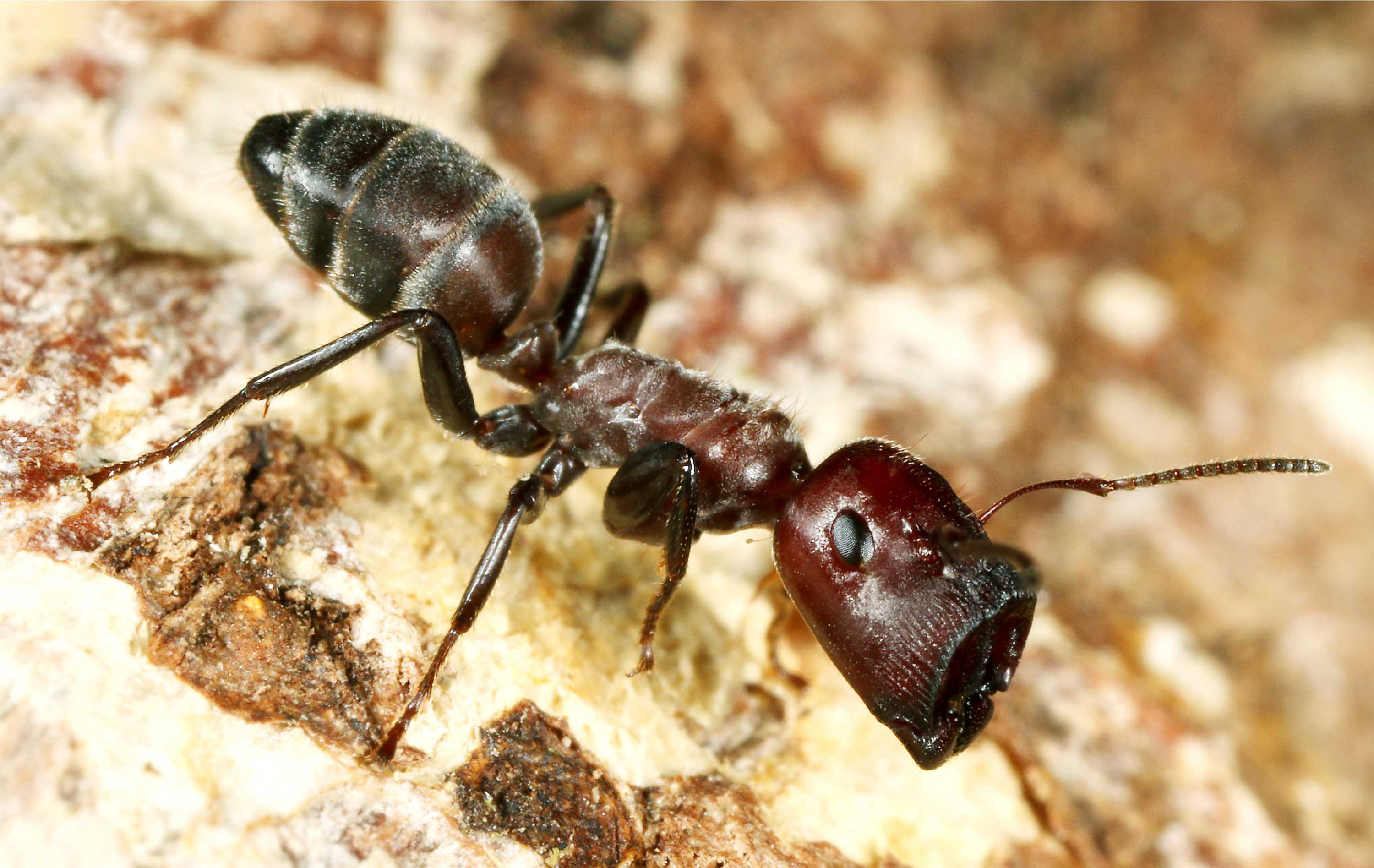 New 'exploding ant' species also blocks invaders with its massive head ...