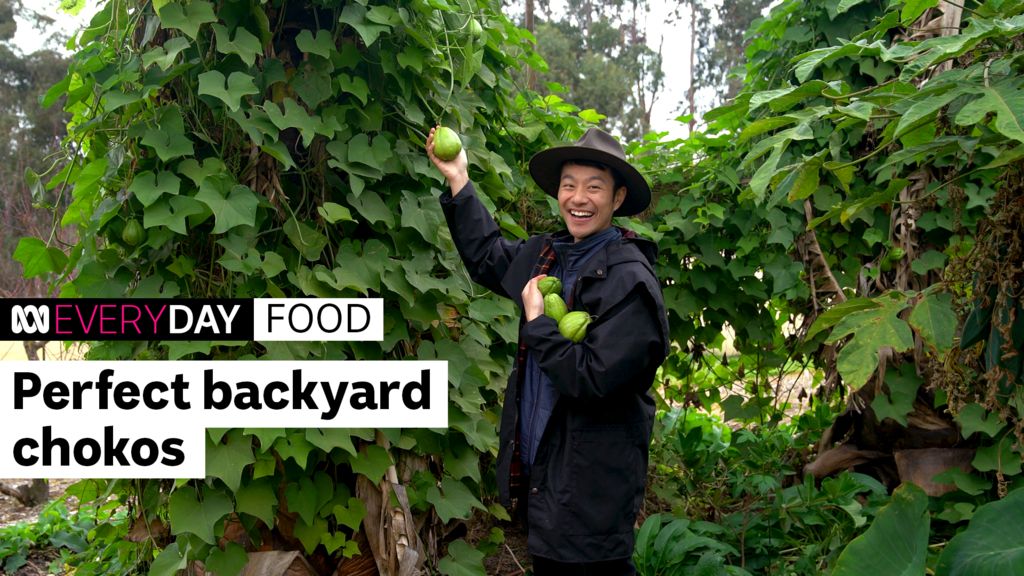 Chokos - everything you need to know - ABC News