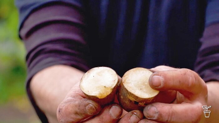 Yacon - Gardening Australia