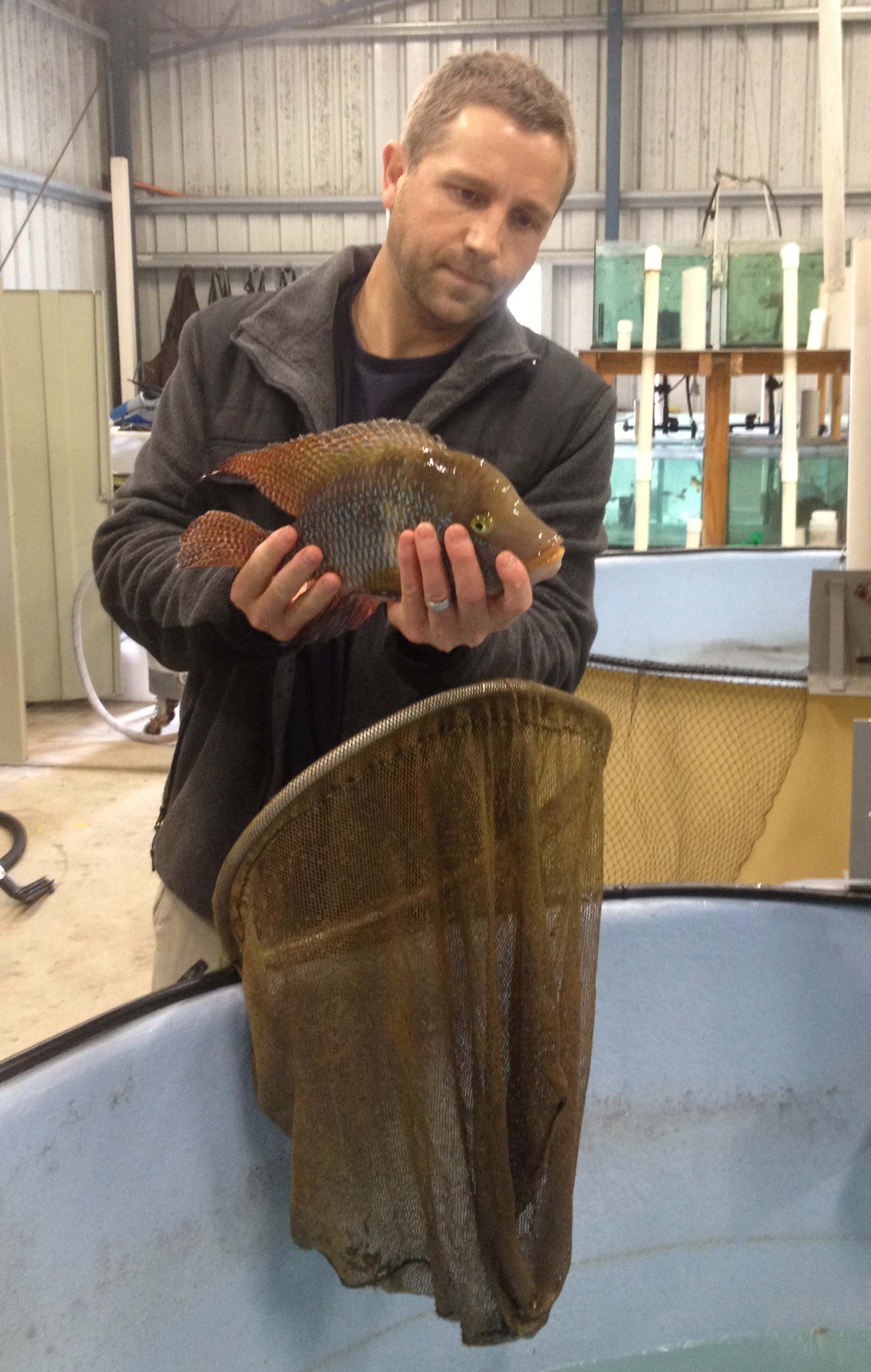 Feral fish overtake WA native species - ABC News