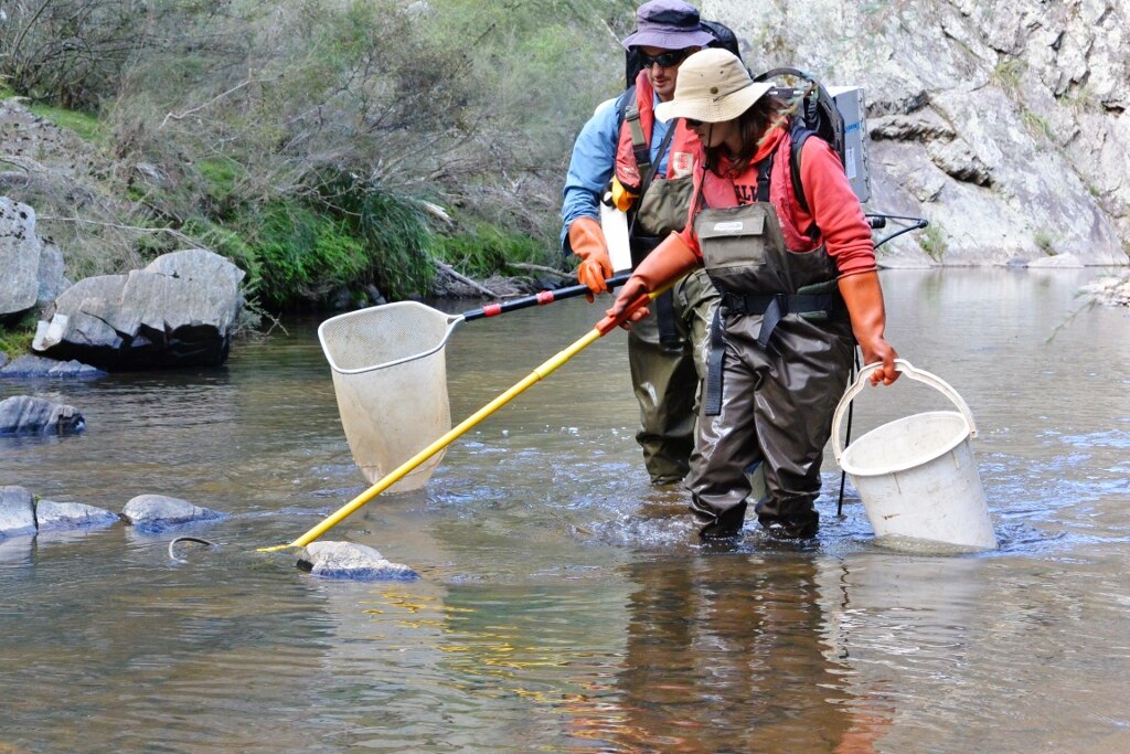 Conservation celebrations: Why this tiny fish fingerling has scientists ...