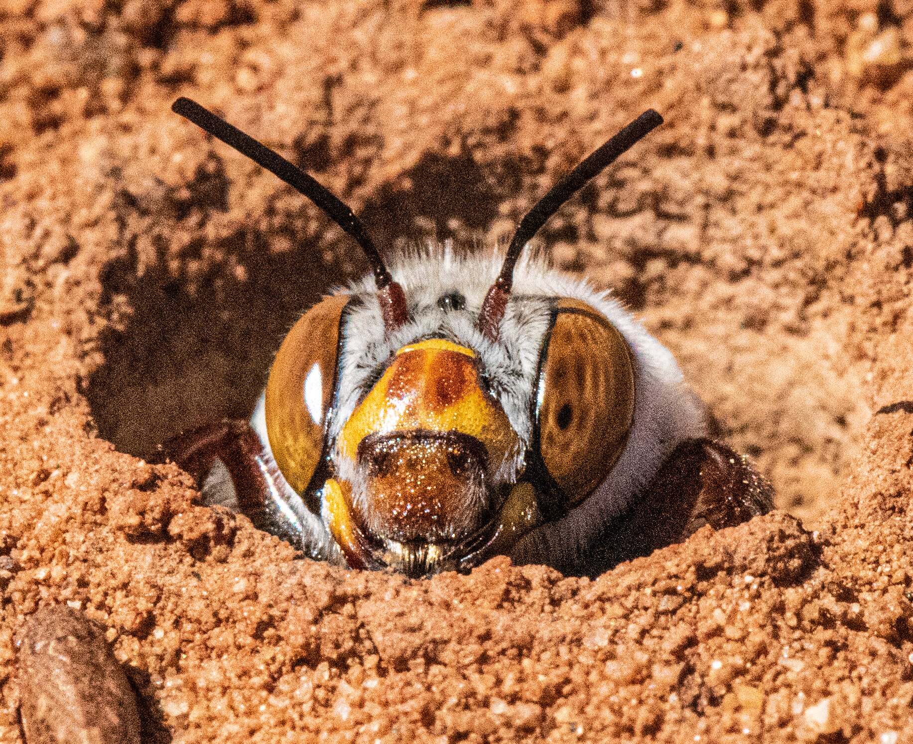 David Parer and Liz Parer-Cook: the husband-and-wife wildlife ...