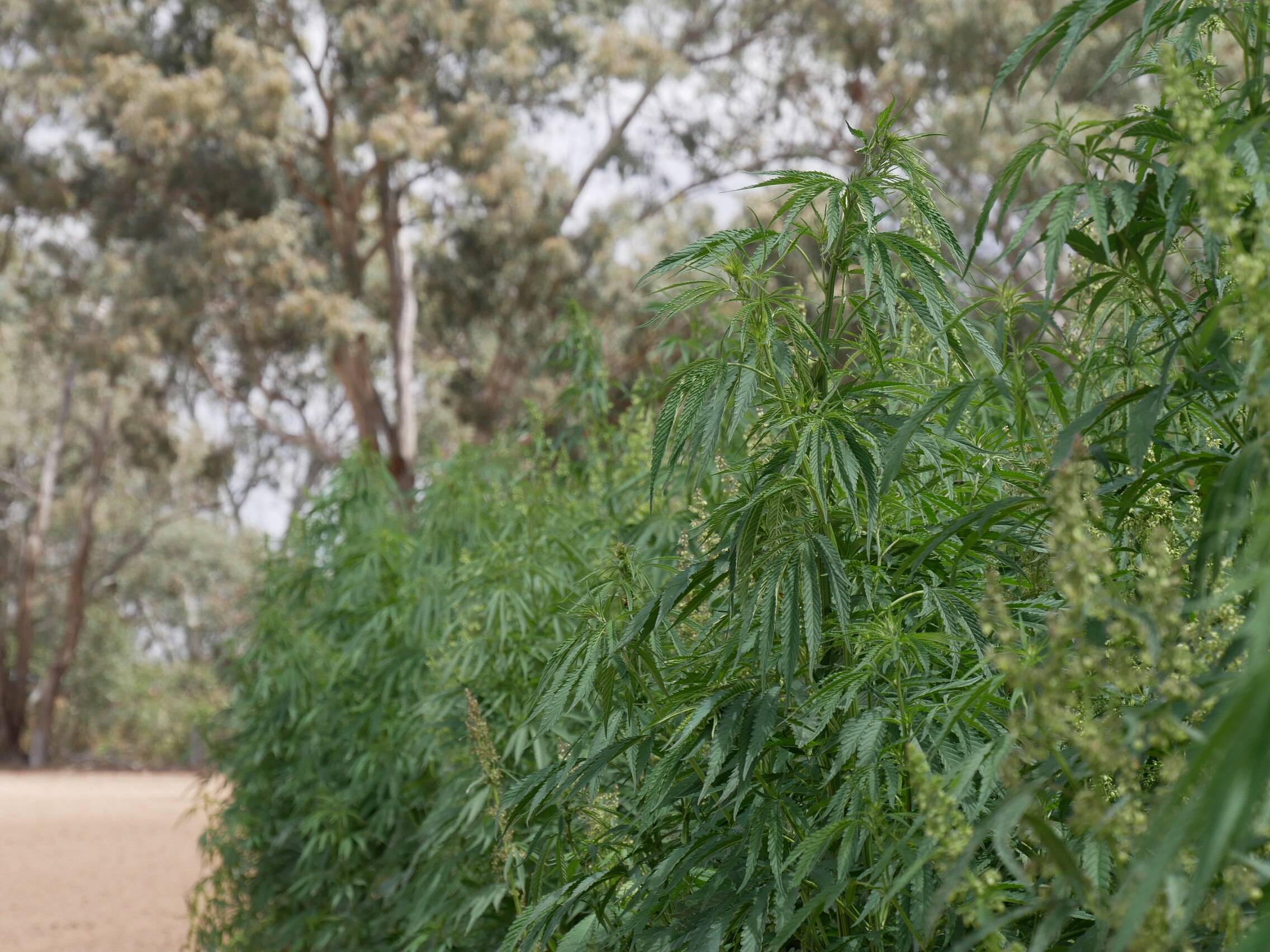 Industrial hemp crop trial gives new hope for Australian industry - ABC ...