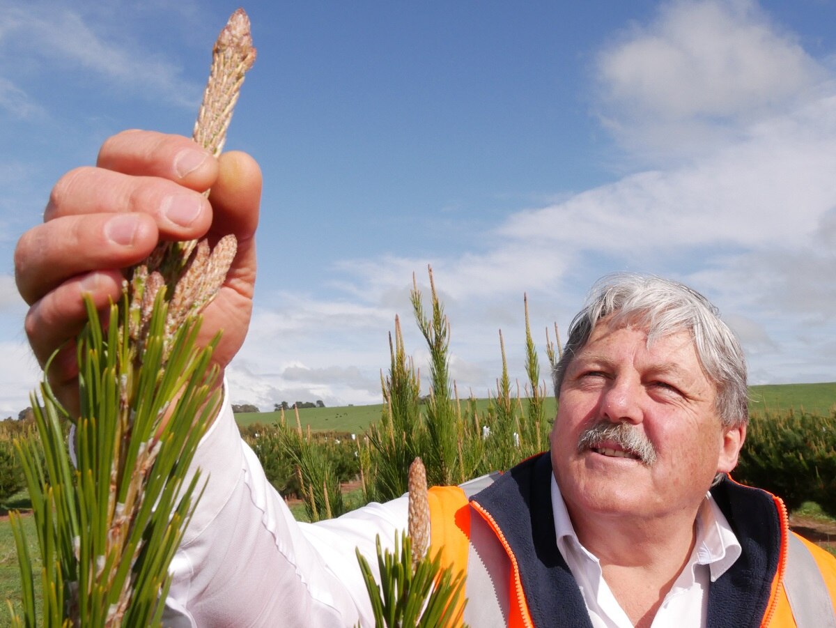 Mount Gambier site key in selective breeding program for pine tree ...