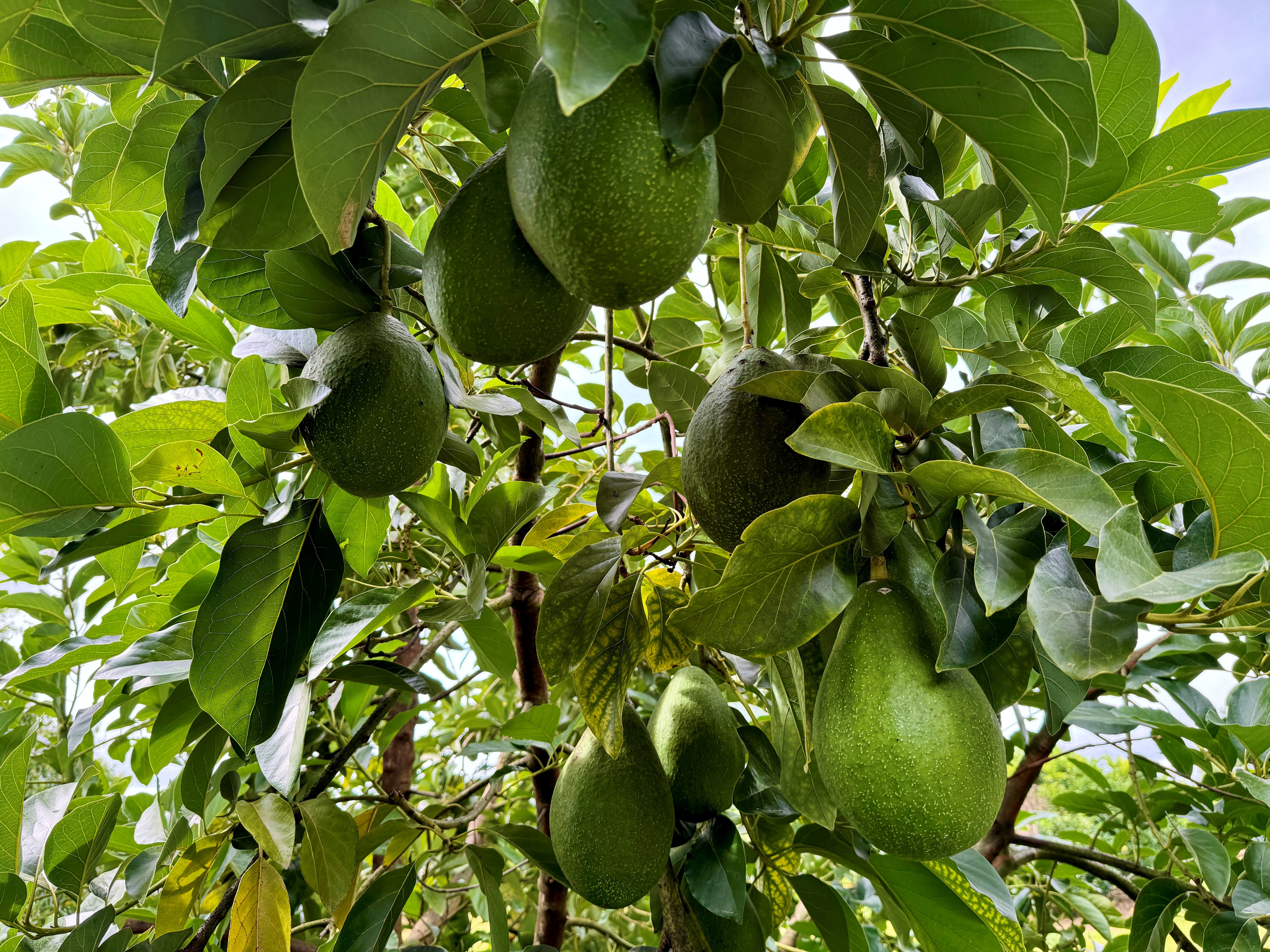Avocado plant producing giant fruit set to hit nursery shelves - ABC News