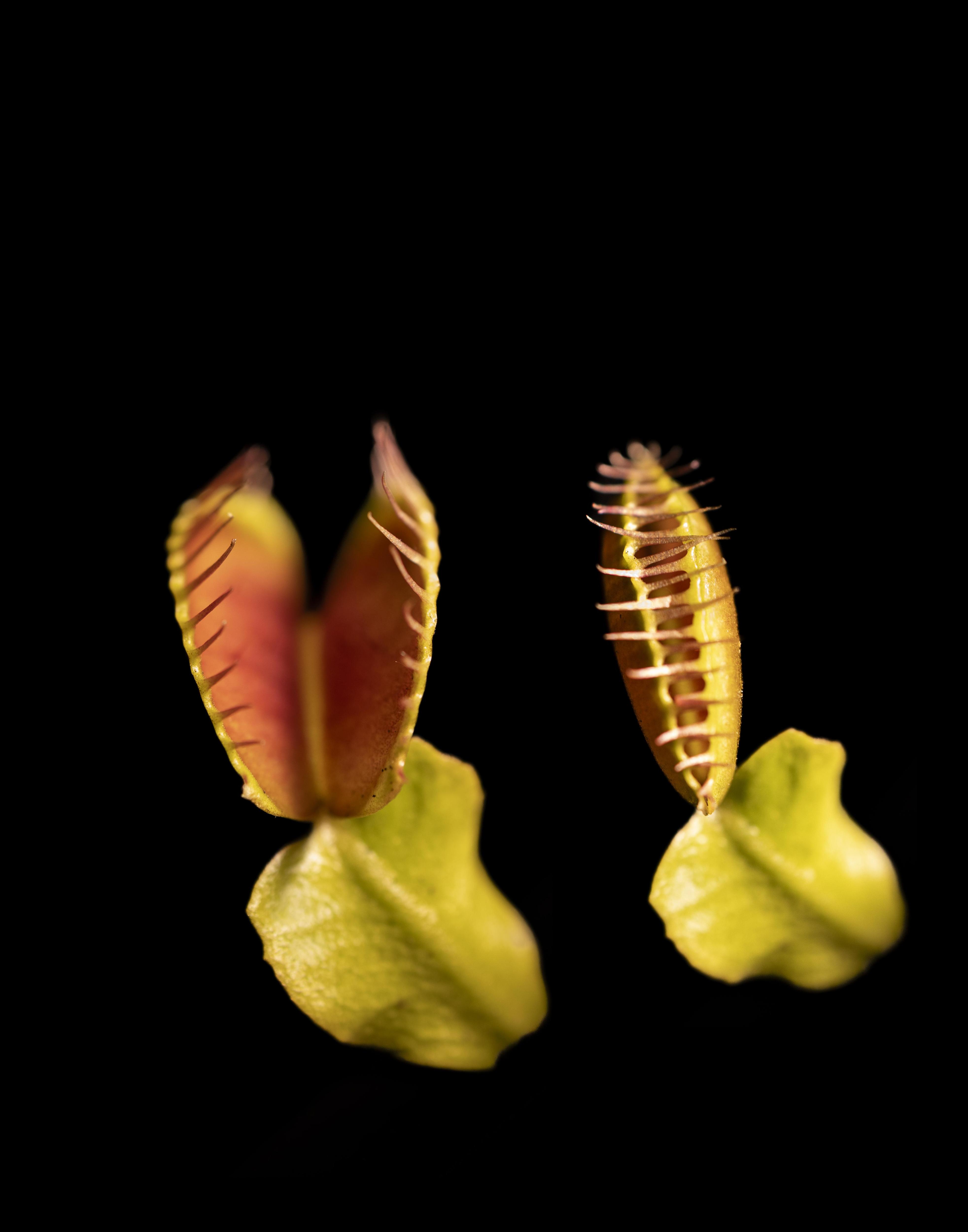 How do Venus flytraps work? New study sheds light on cellular ...